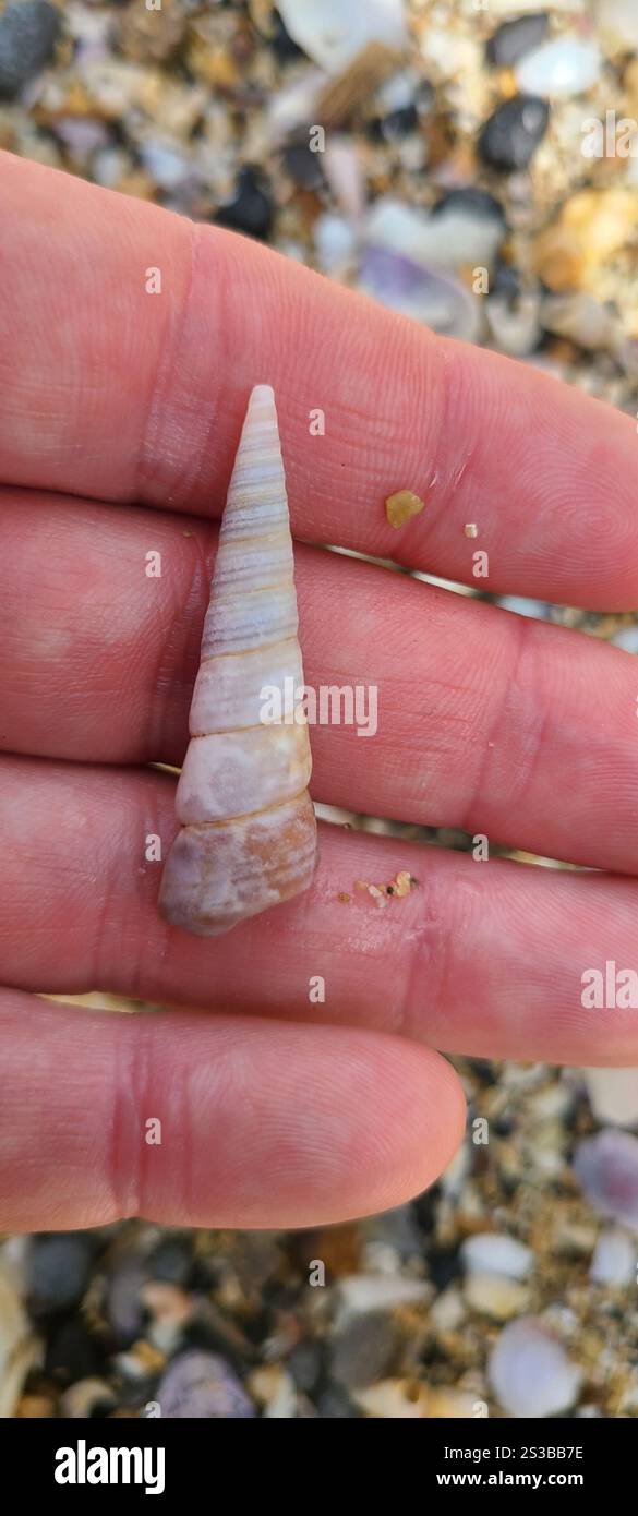 Turret Shell (Maoricolpus roseus Stock Photo - Alamy