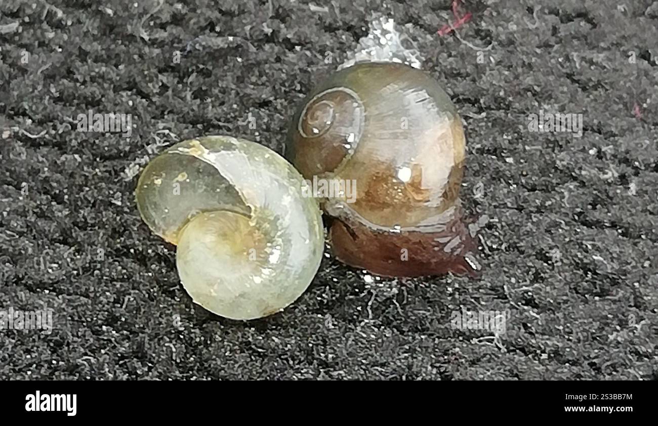 Pellucid Glass-snail (Vitrina pellucida Stock Photo - Alamy