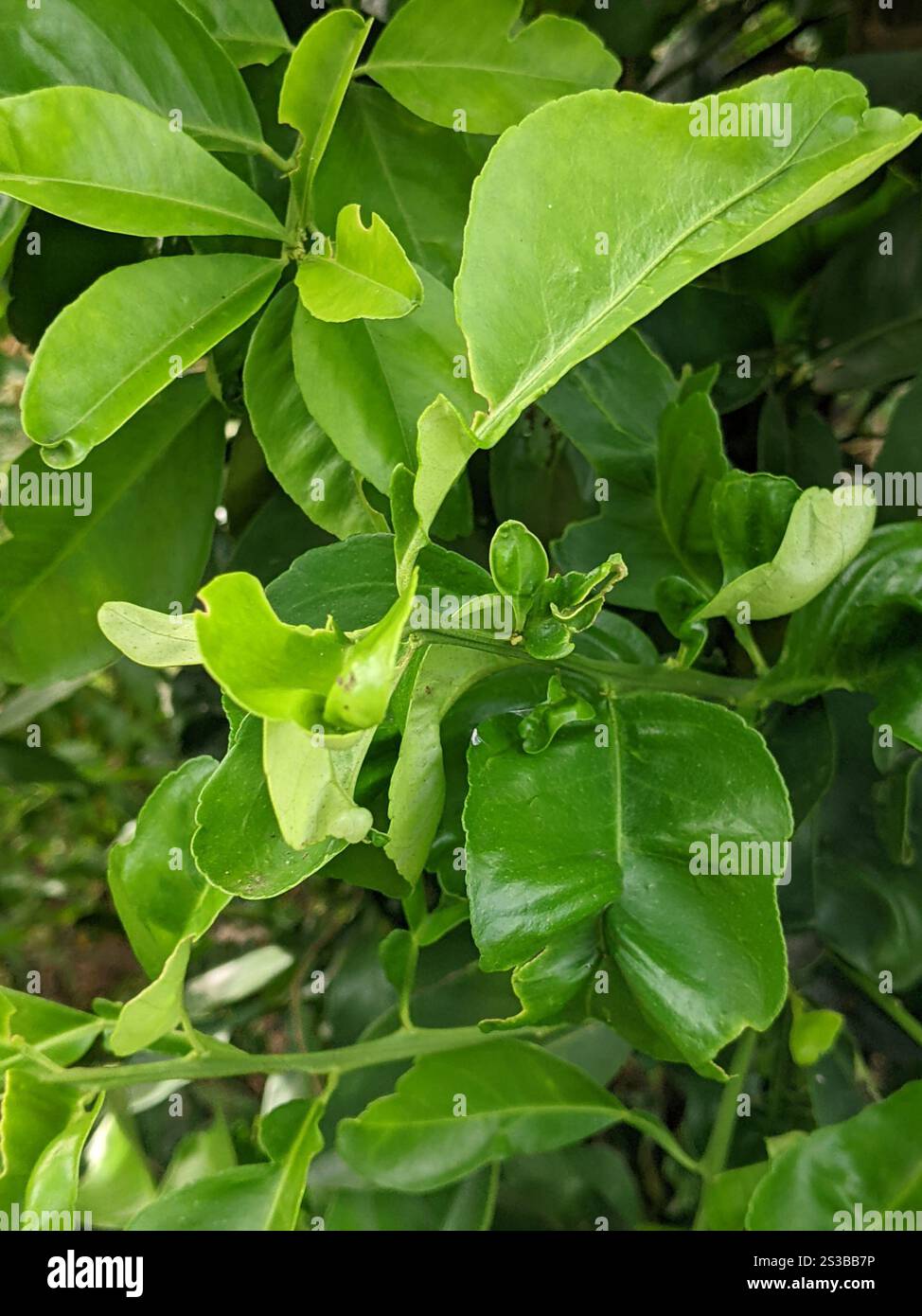 Citrus Bud Mite (Aceria sheldoni Stock Photo - Alamy