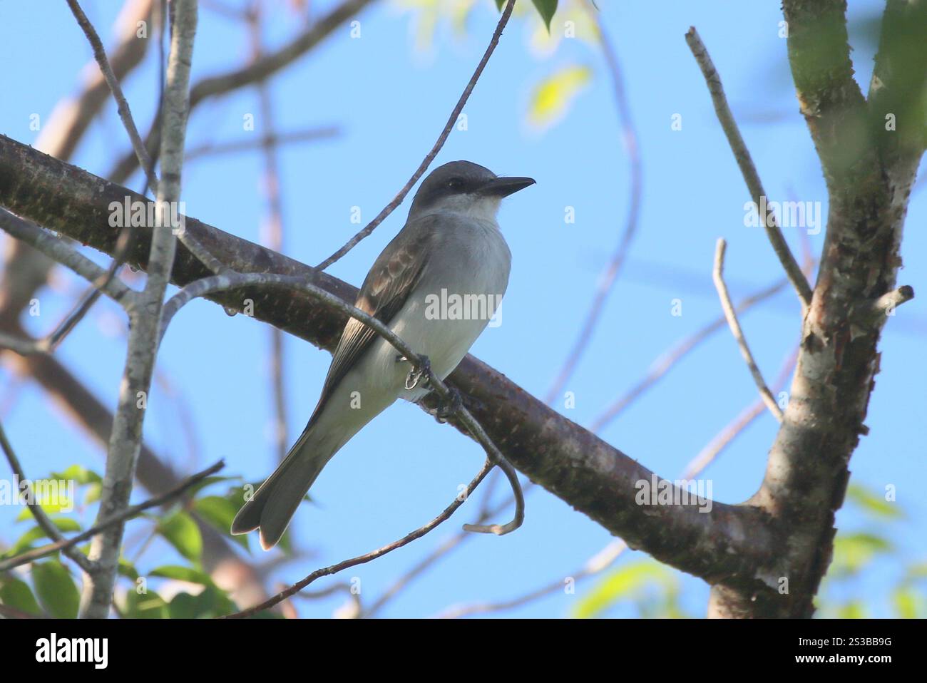 Gray Kingbird (Tyrannus dominicensis Stock Photo - Alamy