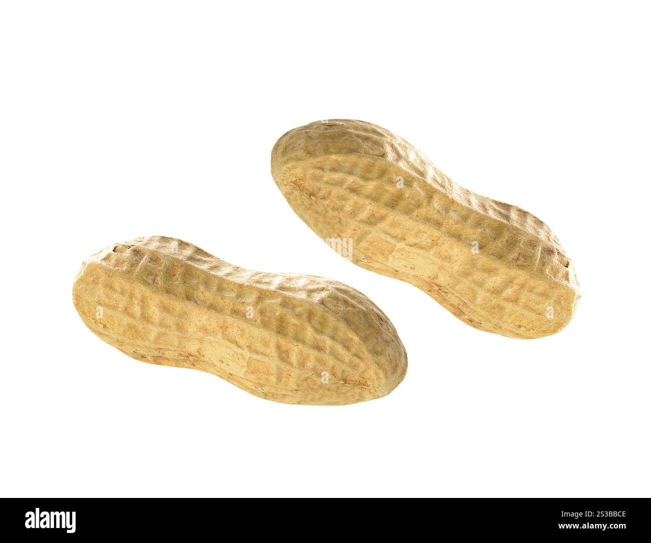 raw groundnuts isolated on white background. Single raw groundnut ...