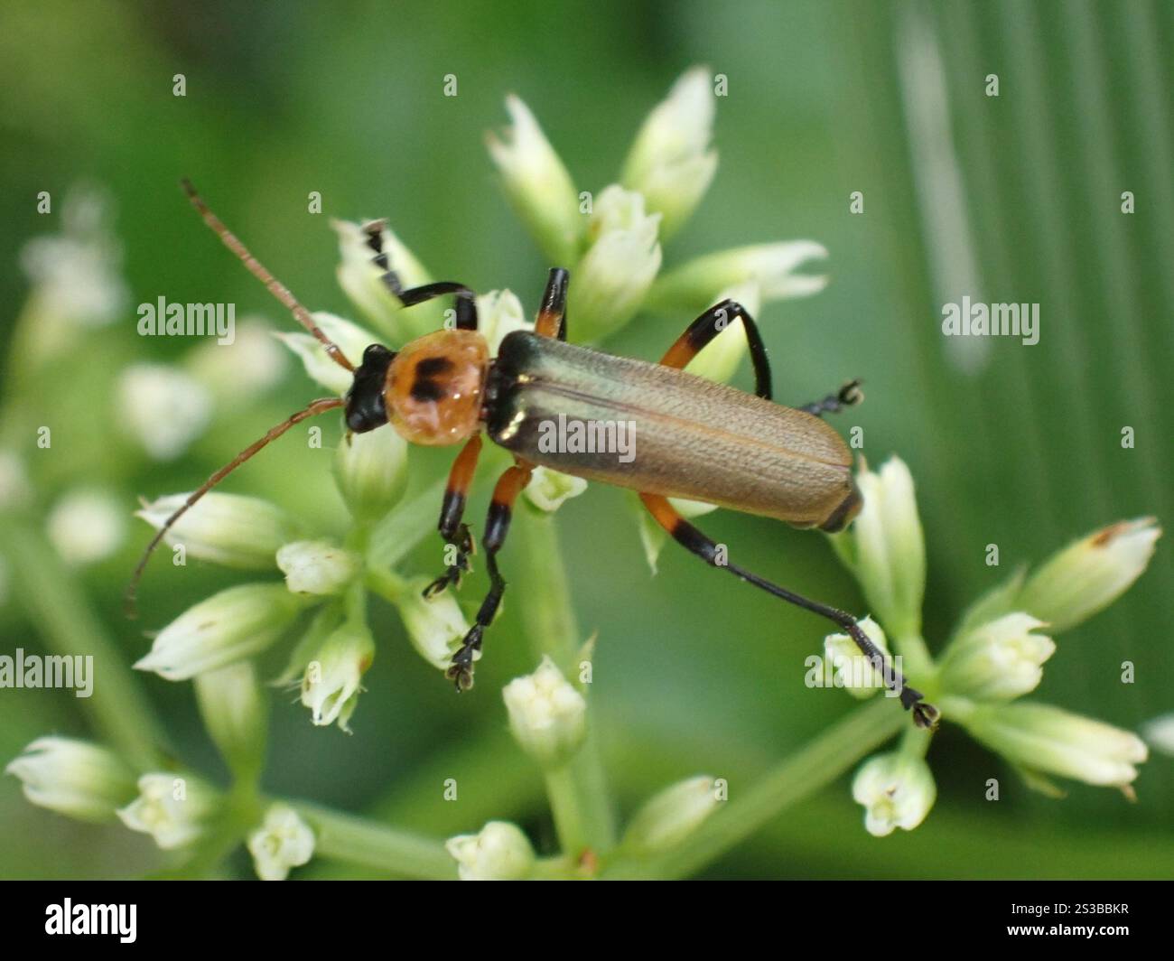 Soldier Beetles (Cantharidae Stock Photo - Alamy
