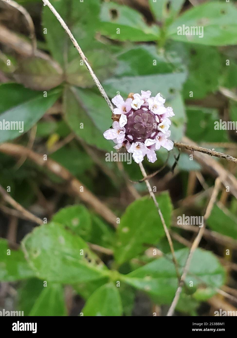 turkey tangle frogfruit (Phyla nodiflora Stock Photo - Alamy