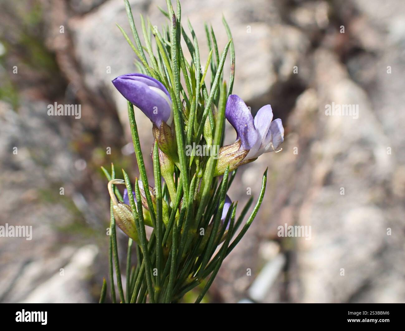 Sordid Fountainbush (Psoralea sordida Stock Photo - Alamy