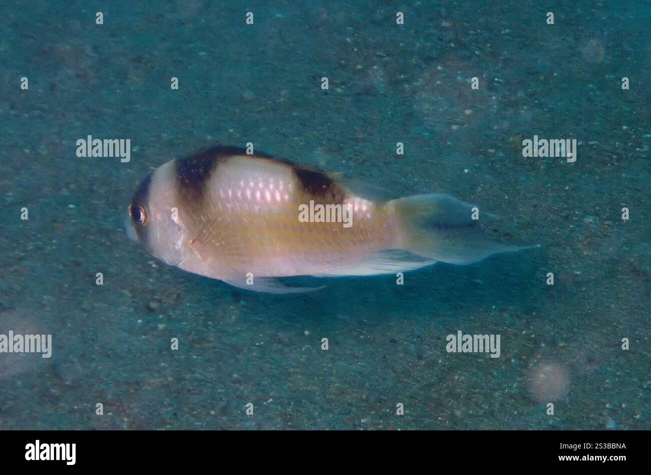 Blackbanded Damsel (Amblypomacentrus breviceps Stock Photo - Alamy