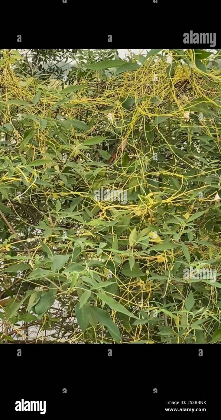 giant dodder (Cuscuta reflexa Stock Photo - Alamy