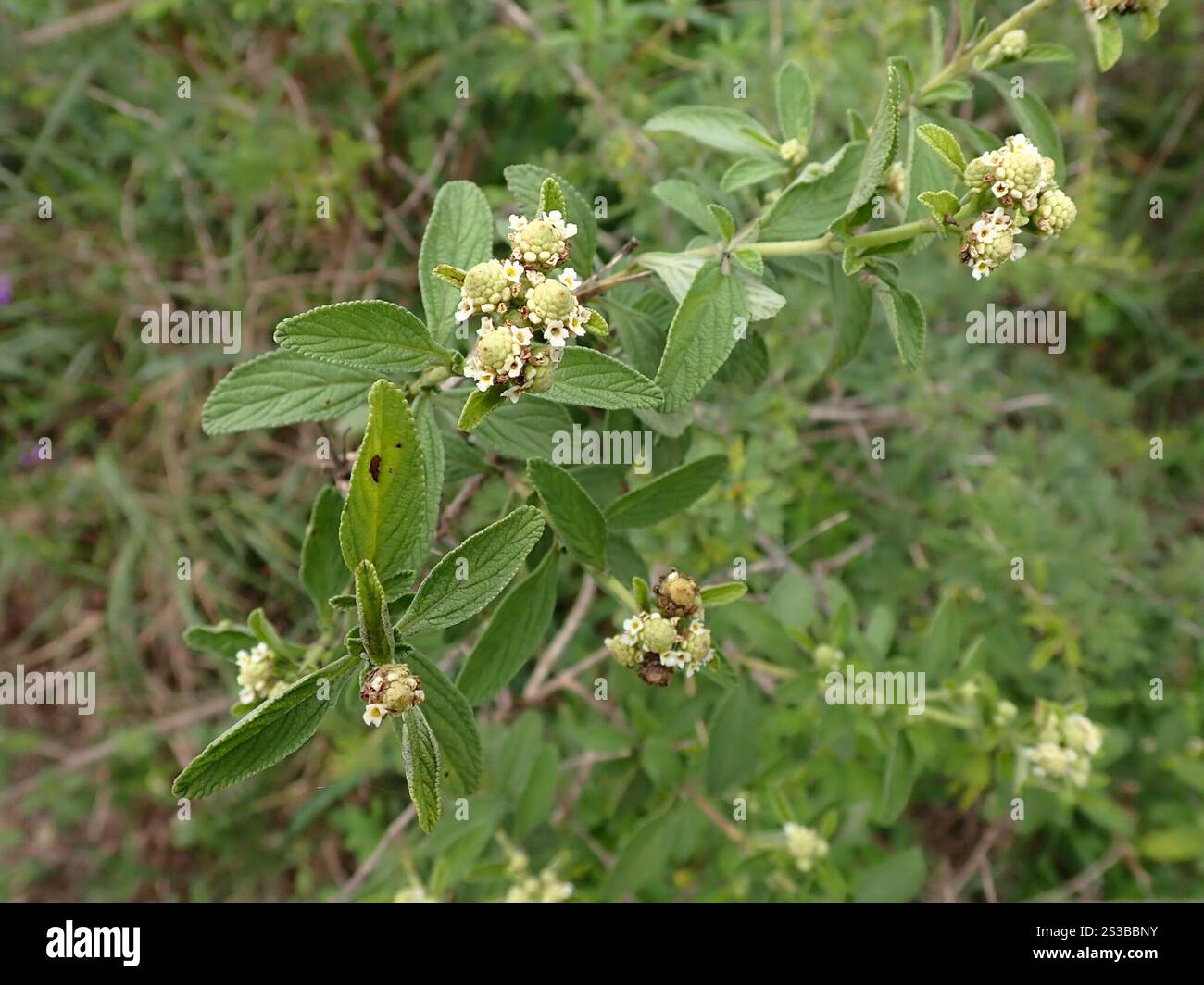 Fever Tea (Lippia javanica Stock Photo - Alamy