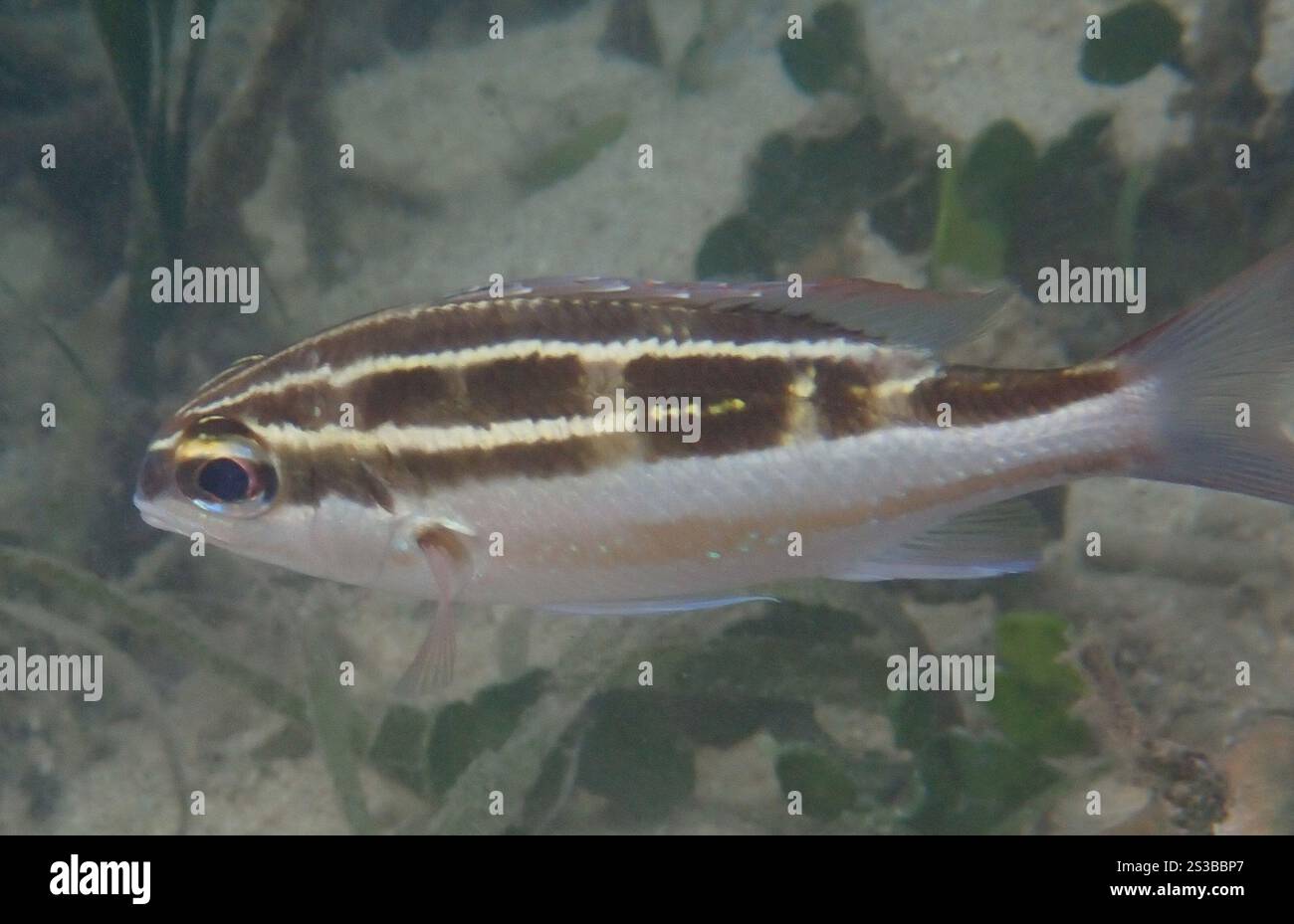 Lined Monocle Bream (Scolopsis lineata Stock Photo - Alamy