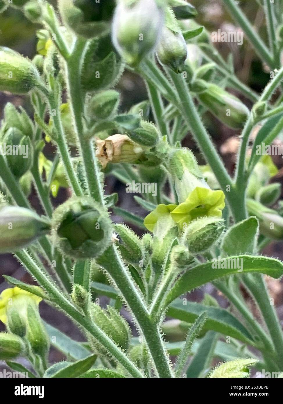 Aztec Tobacco (Nicotiana rustica Stock Photo - Alamy