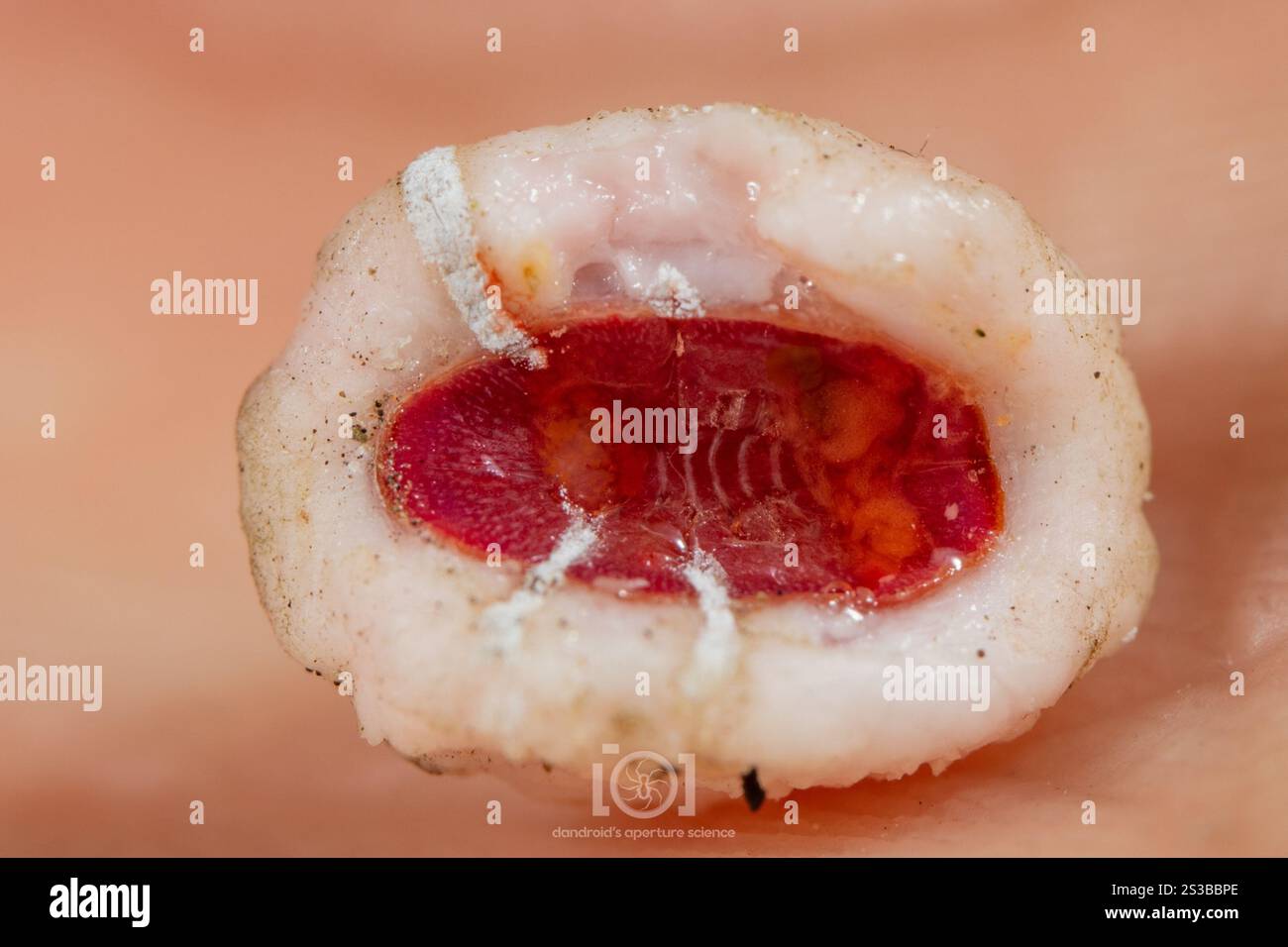 Wax Scales (Ceroplastes Stock Photo - Alamy