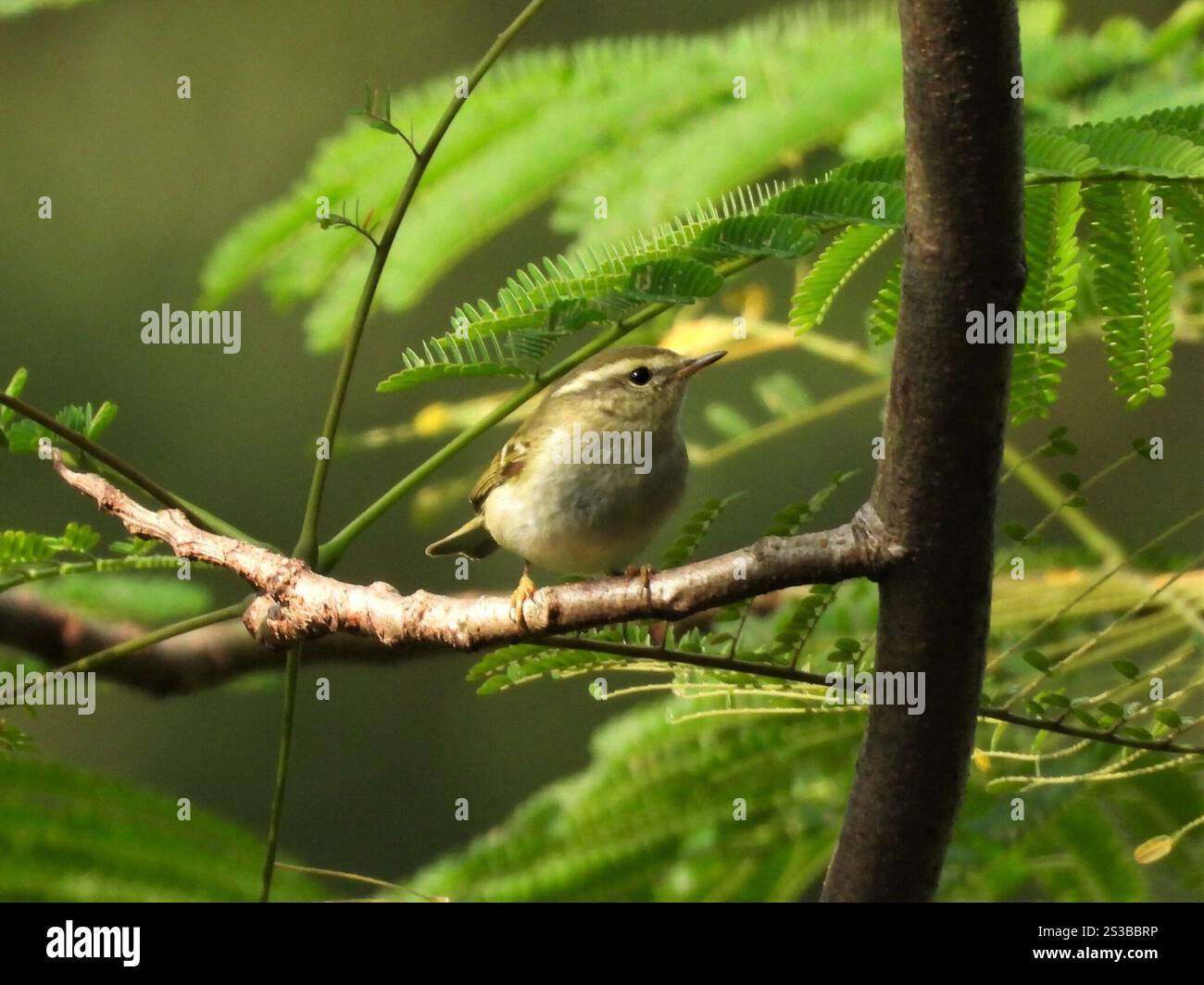 Yellow-browed Warbler (Phylloscopus inornatus Stock Photo - Alamy