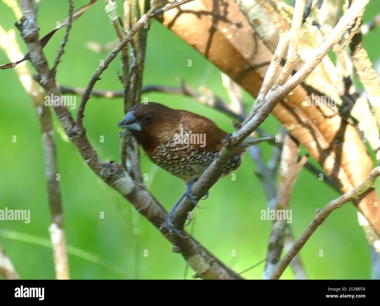Scaly-breasted Munia (Lonchura punctulata Stock Photo - Alamy