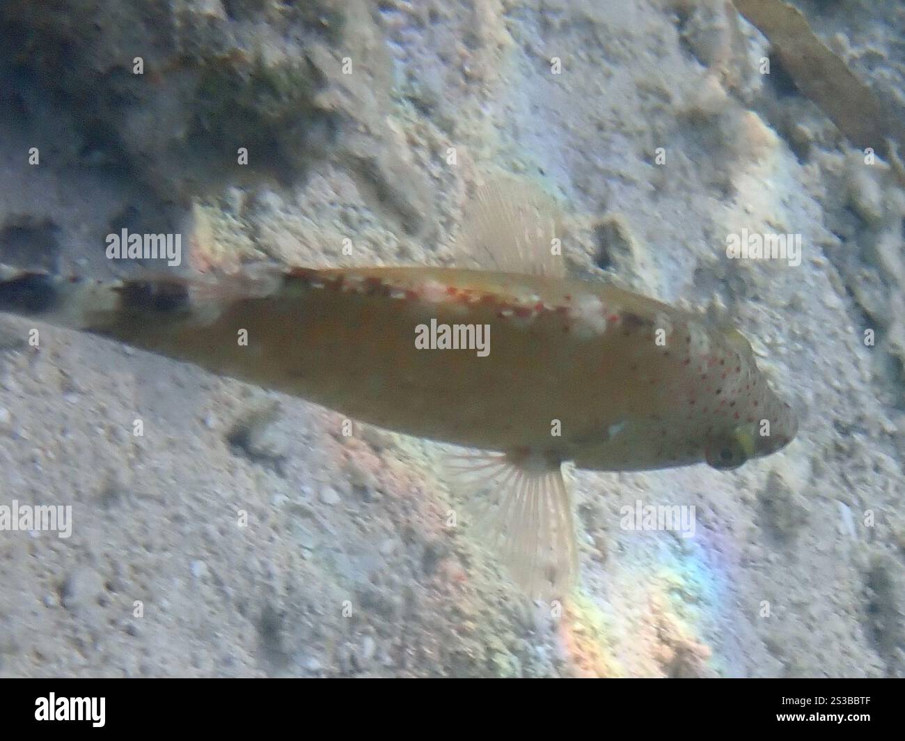 Floral Maori Wrasse (Cheilinus chlorourus Stock Photo - Alamy