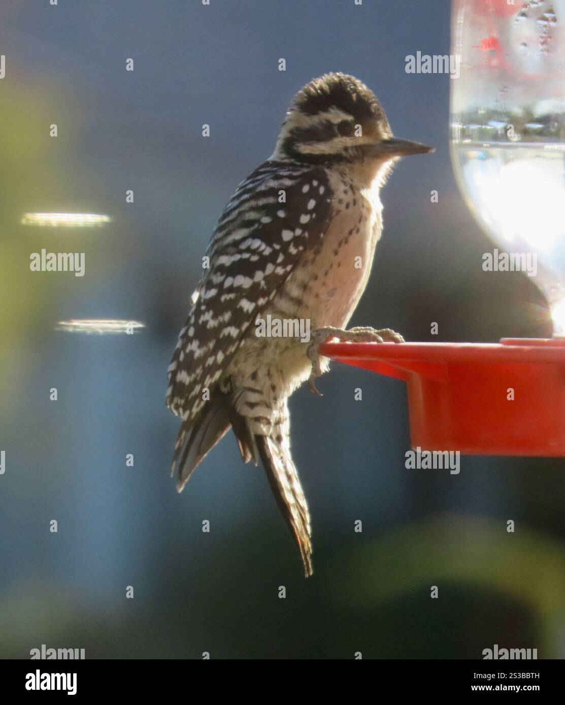 Ladder-backed Woodpecker (Dryobates scalaris Stock Photo - Alamy