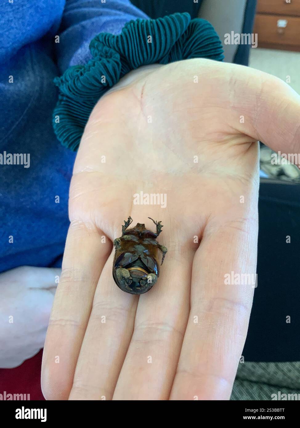 Large Sand Scarab (Pericoptus truncatus Stock Photo - Alamy