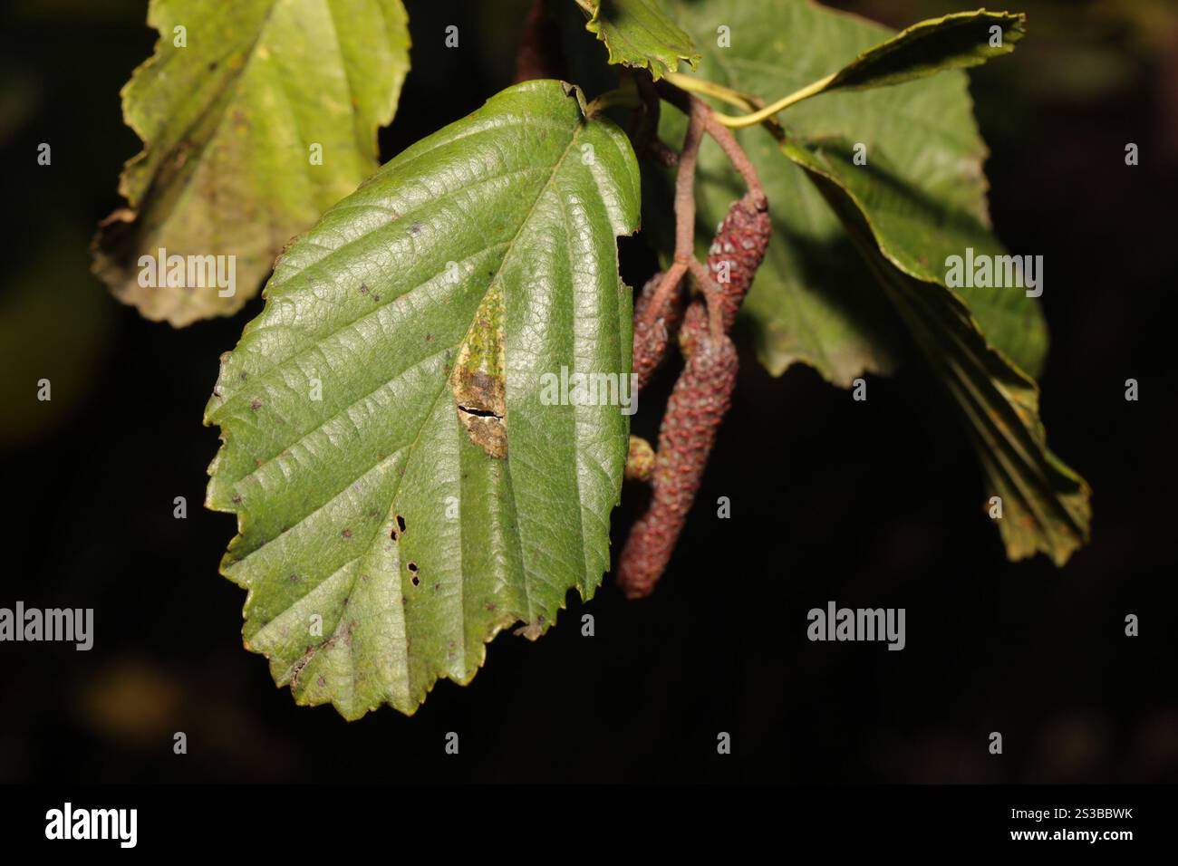 grey alder (Alnus incana Stock Photo - Alamy