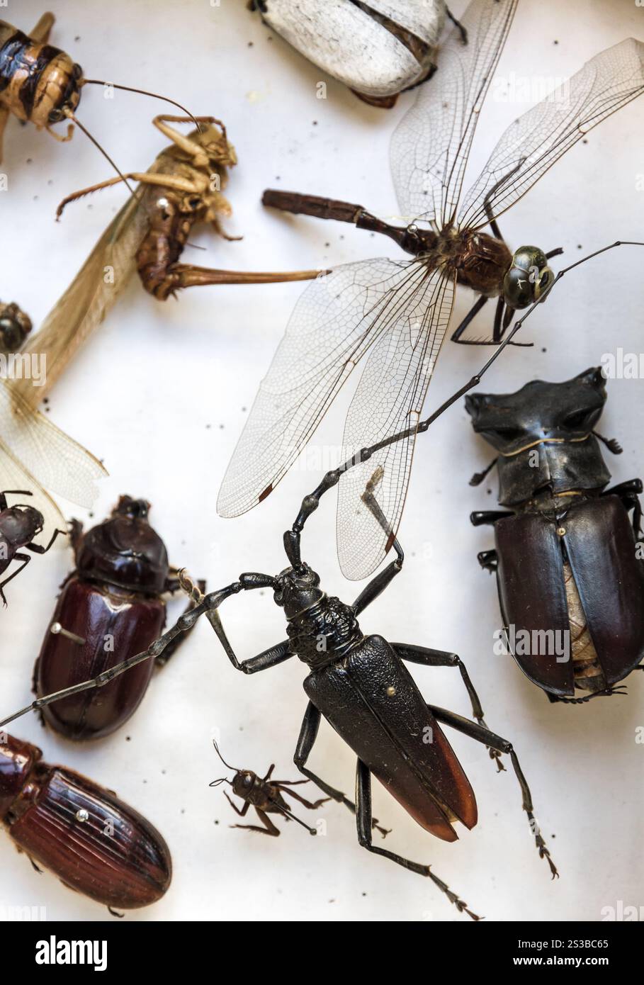 Collection of dried dead insects pinned in a box. White background ...