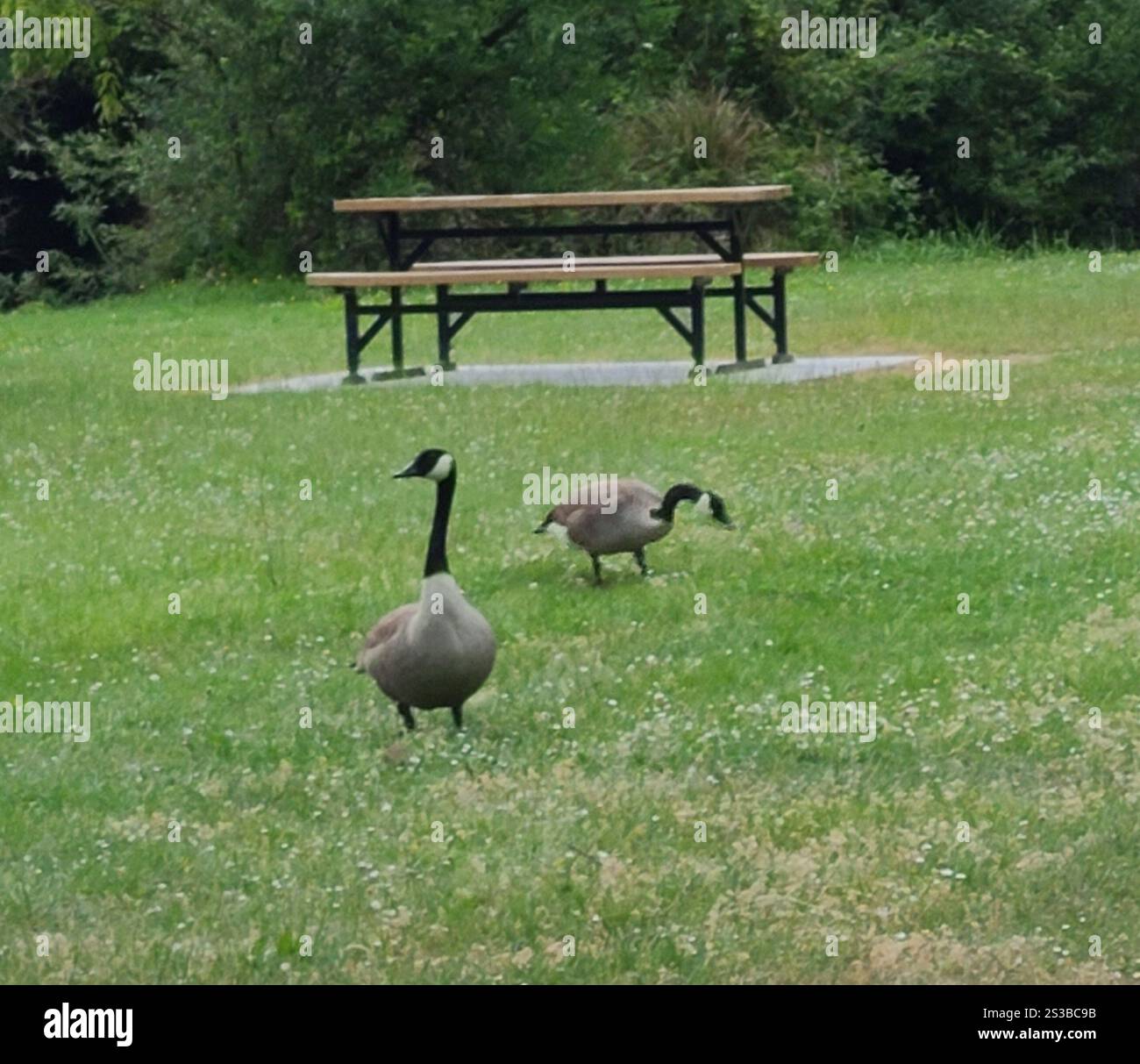 Giant Canada Goose (Branta canadensis maxima Stock Photo - Alamy