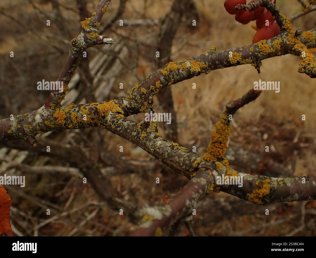 Pin-cushion Sunburst Lichen (Polycauliona polycarpa Stock Photo - Alamy