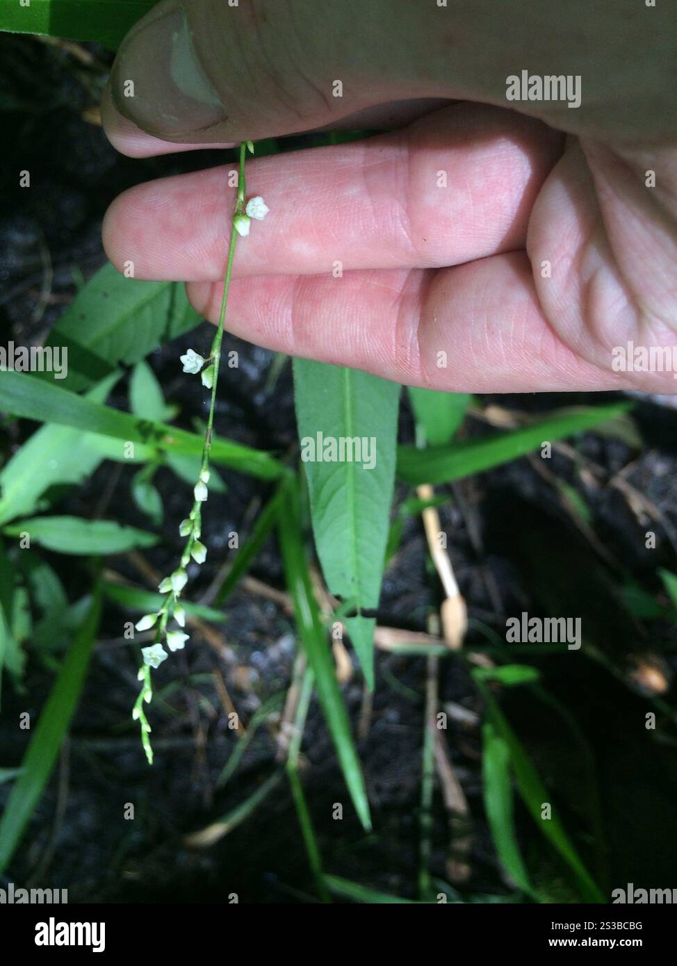 swamp smartweed (Persicaria hydropiperoides Stock Photo - Alamy