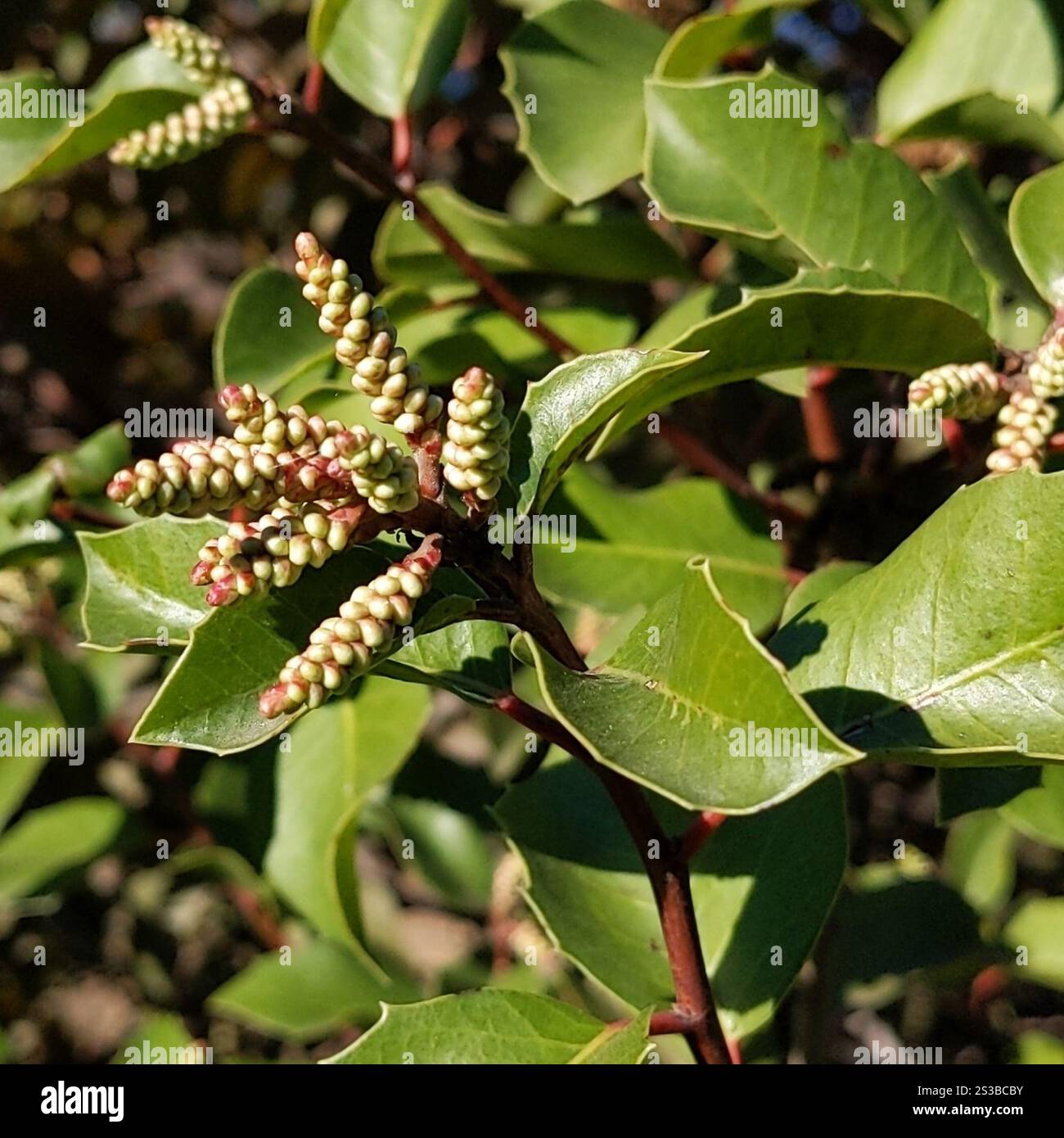 sugar bush × lemonade berry hybrid (Rhus integrifolia × ovata Stock ...