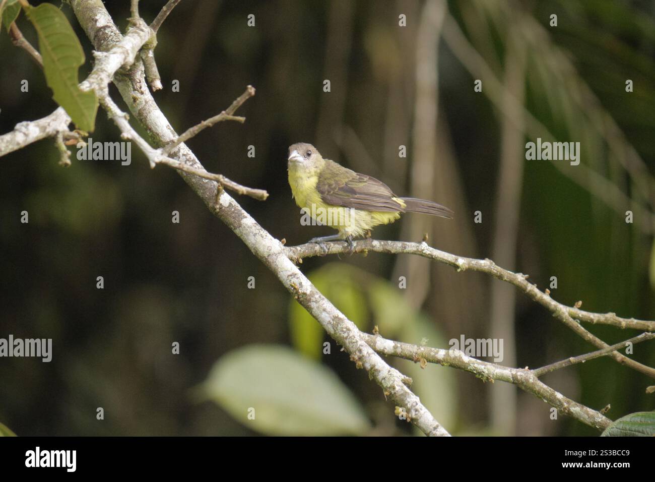 Flame-rumped Tanager (Ramphocelus flammigerus Stock Photo - Alamy