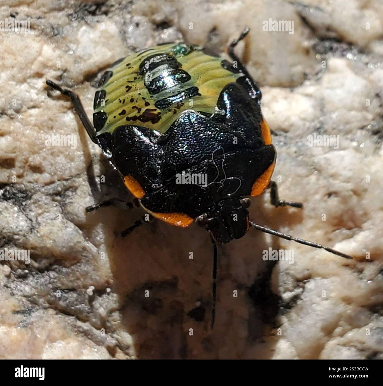 Green Stink Bug (Chinavia hilaris Stock Photo - Alamy