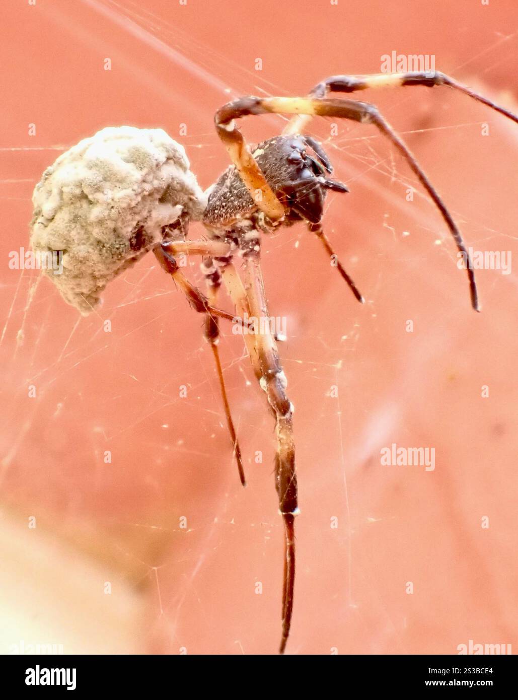 Asian Hermit Spider (Nephilengys malabarensis Stock Photo - Alamy