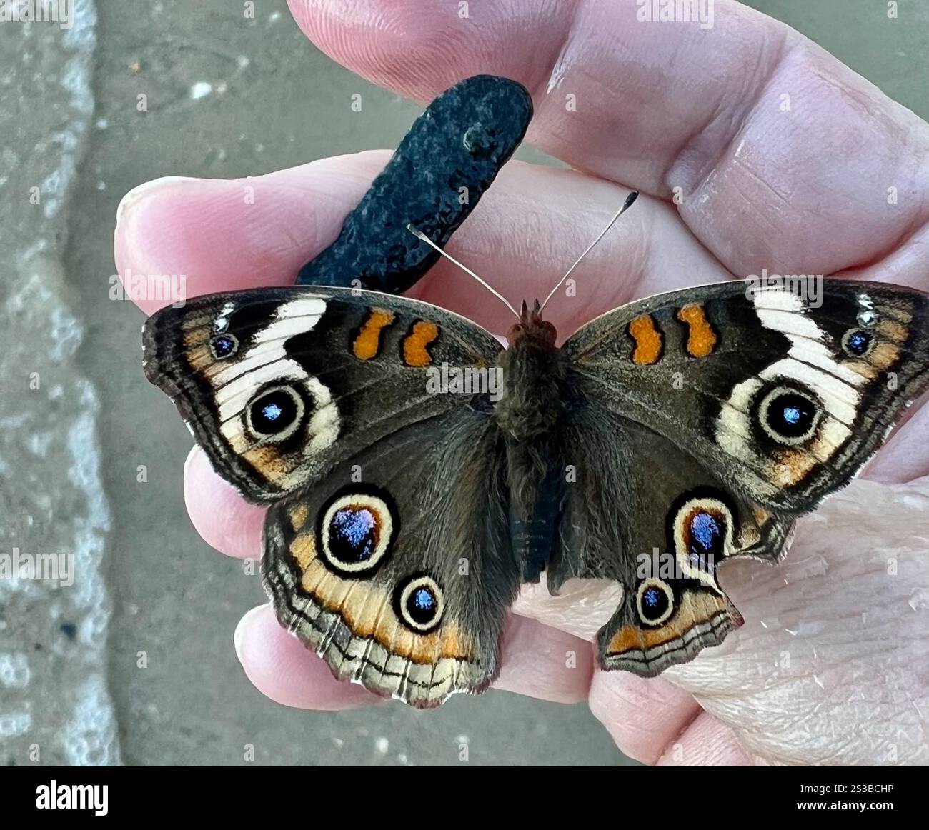 Common Buckeye (Junonia coenia Stock Photo - Alamy