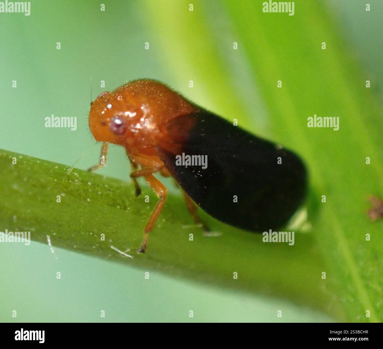 Spittlebugs and Froghoppers (Cercopoidea Stock Photo - Alamy