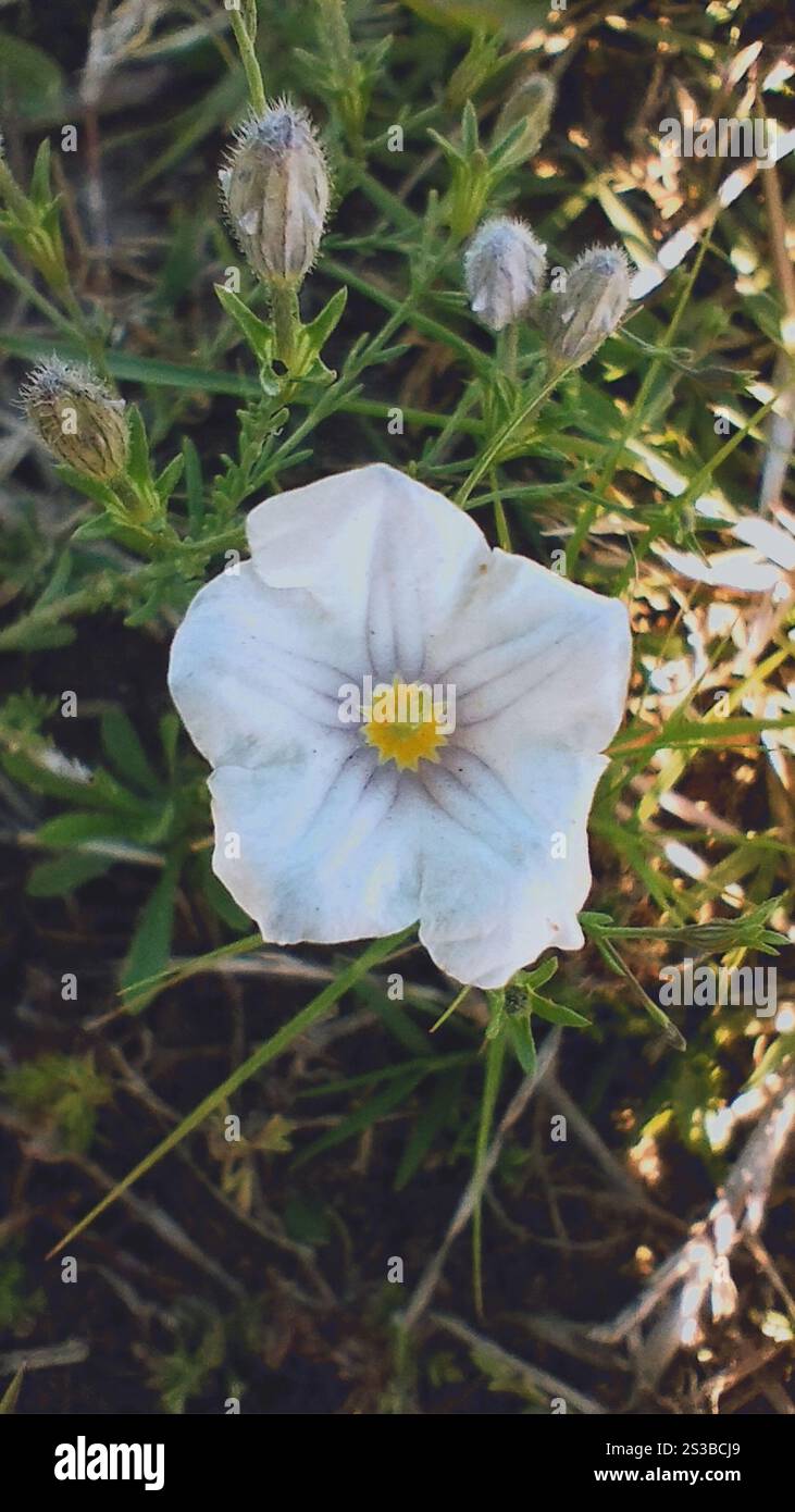 (Nierembergia linariifolia linariifolia Stock Photo - Alamy