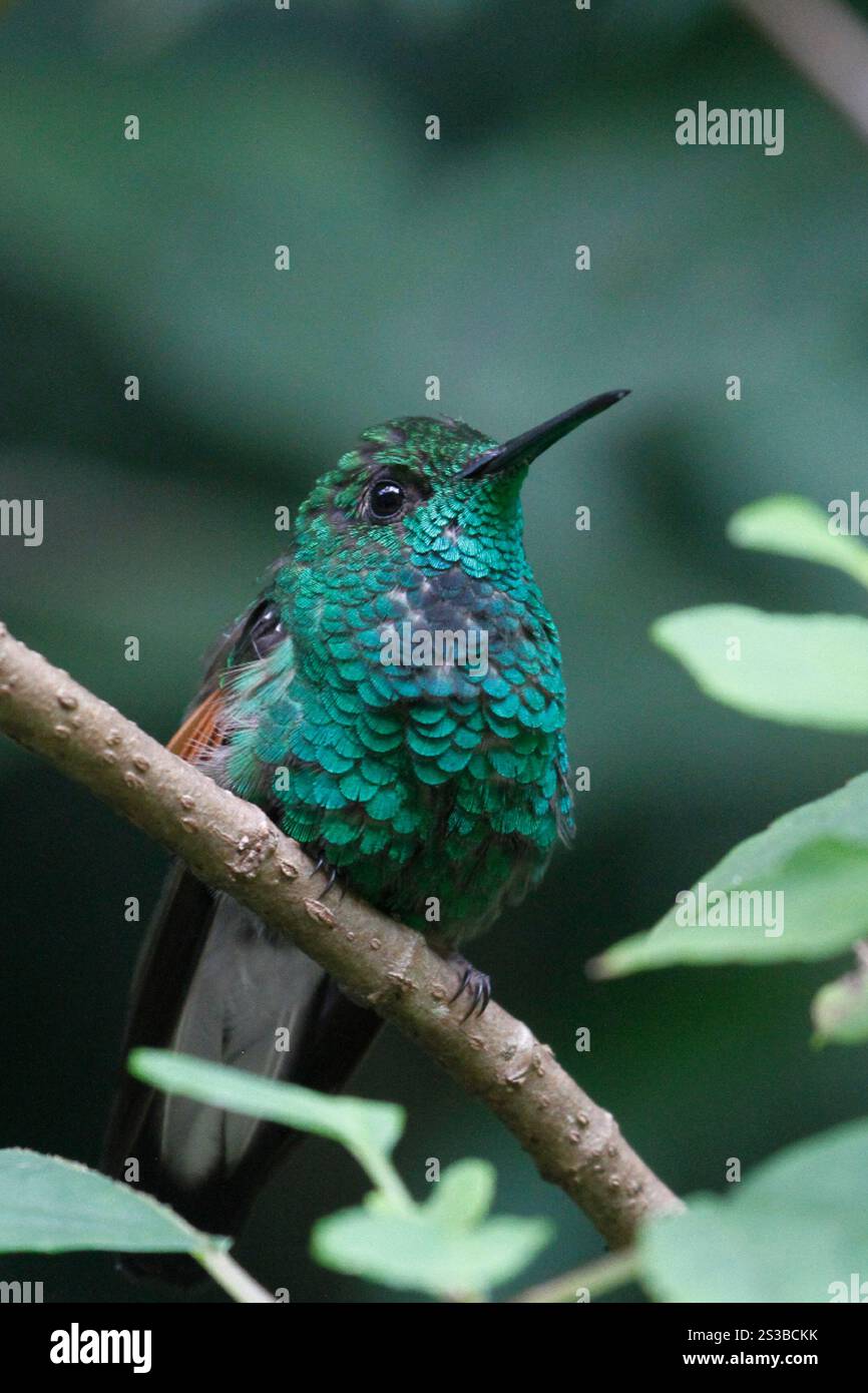 Stripe-tailed Hummingbird (Eupherusa eximia Stock Photo - Alamy