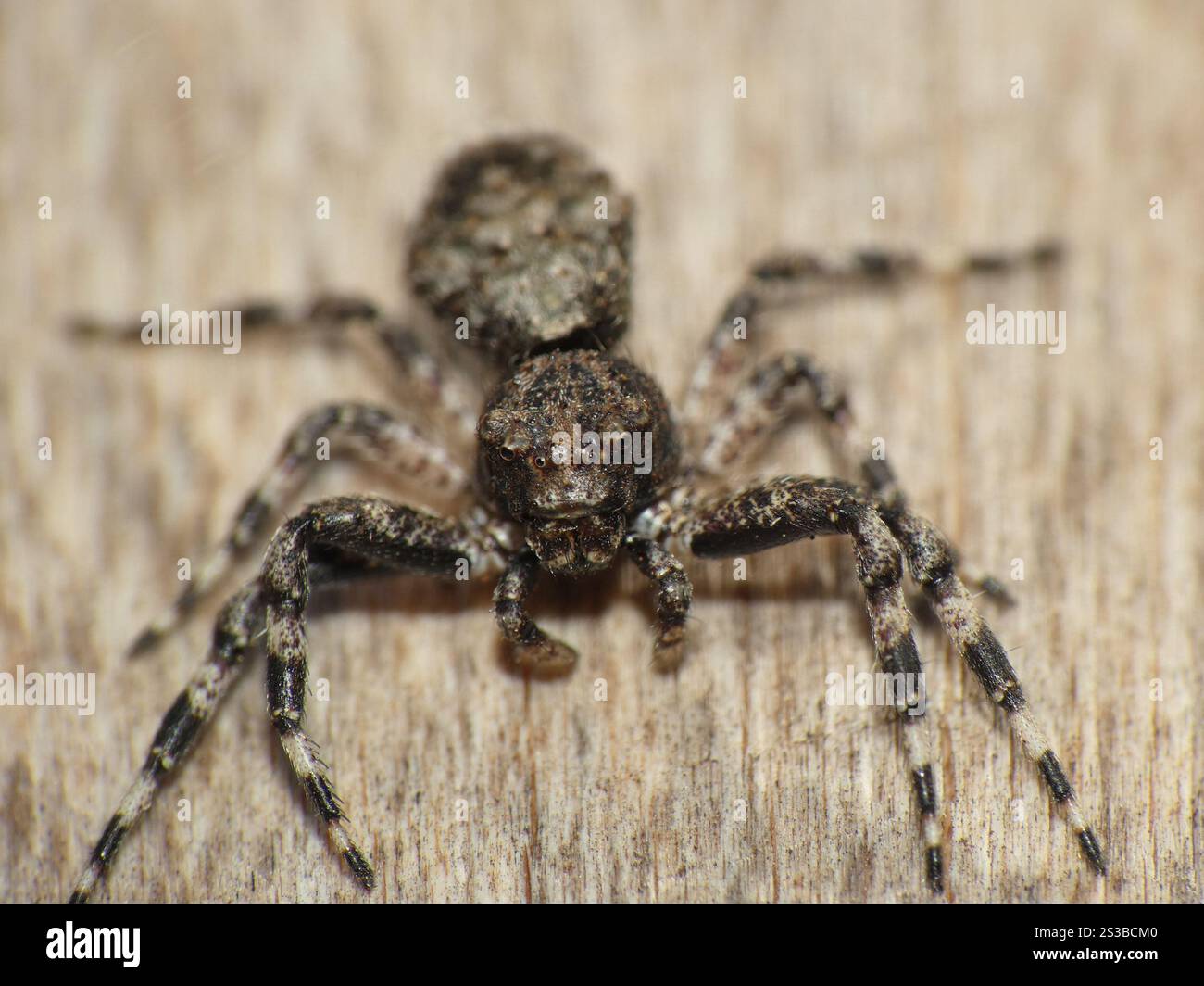Crab Spiders (Thomisidae Stock Photo - Alamy