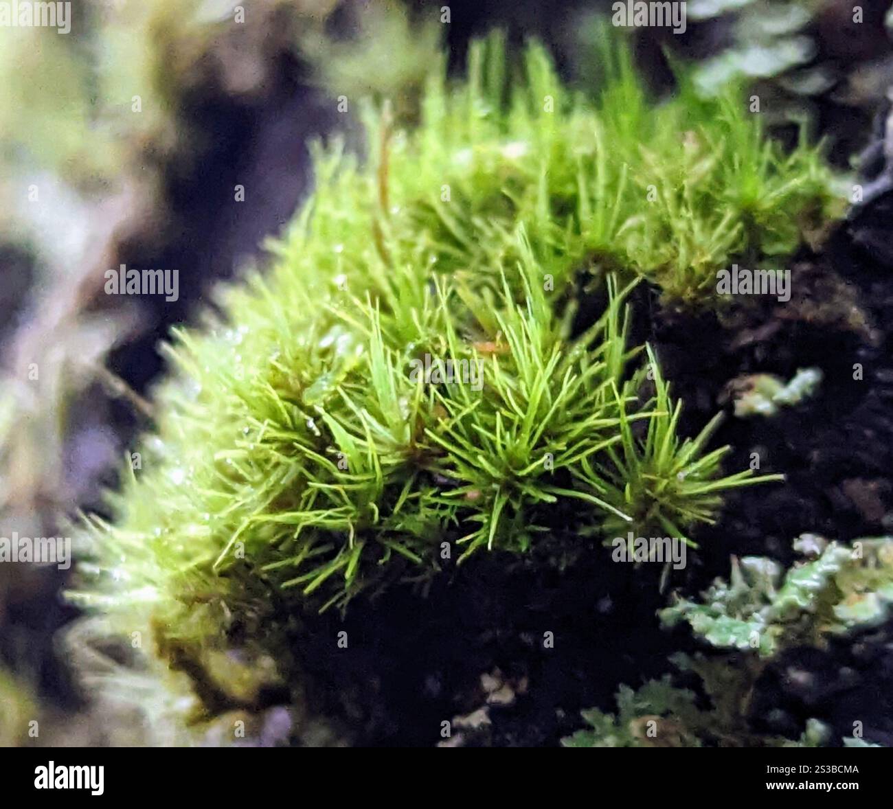 Fragile Fork-moss (Dicranum tauricum Stock Photo - Alamy