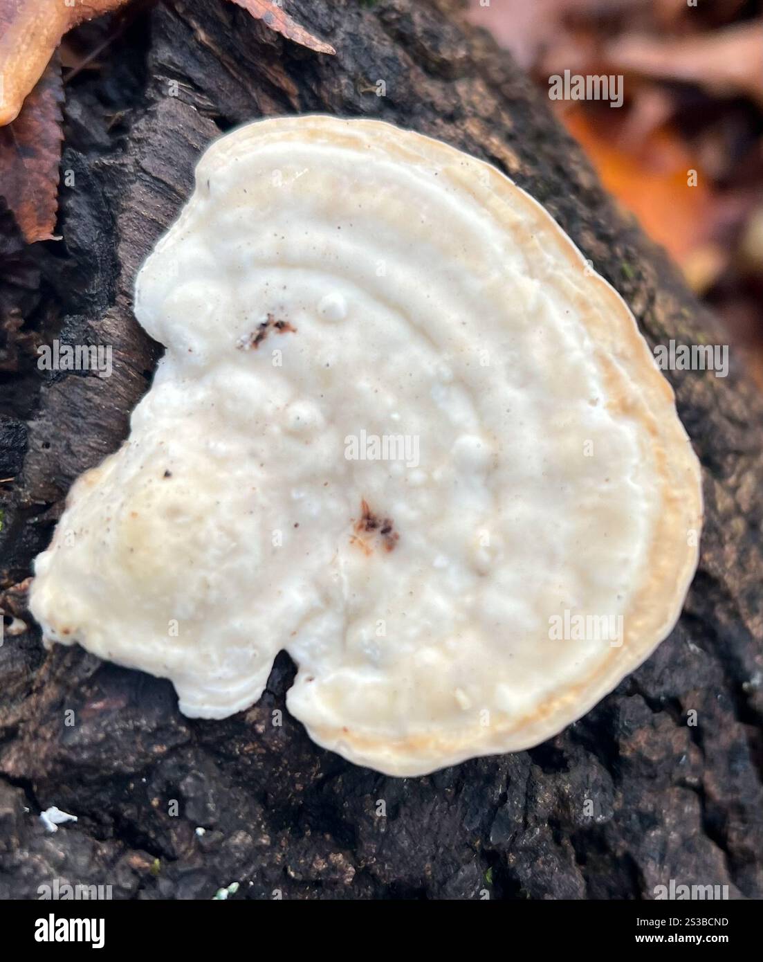 Lumpy Bracket (Trametes gibbosa Stock Photo - Alamy