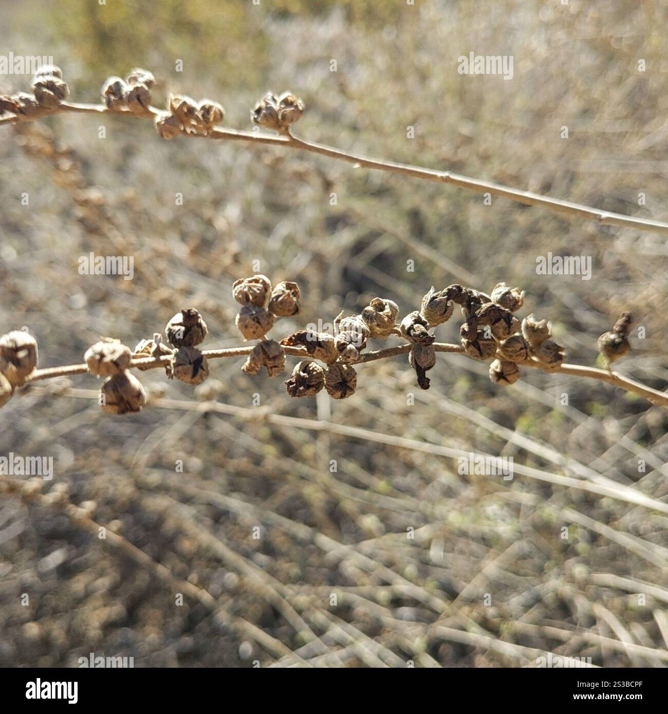 southern coastal bushmallow (Malacothamnus fasciculatus Stock Photo - Alamy