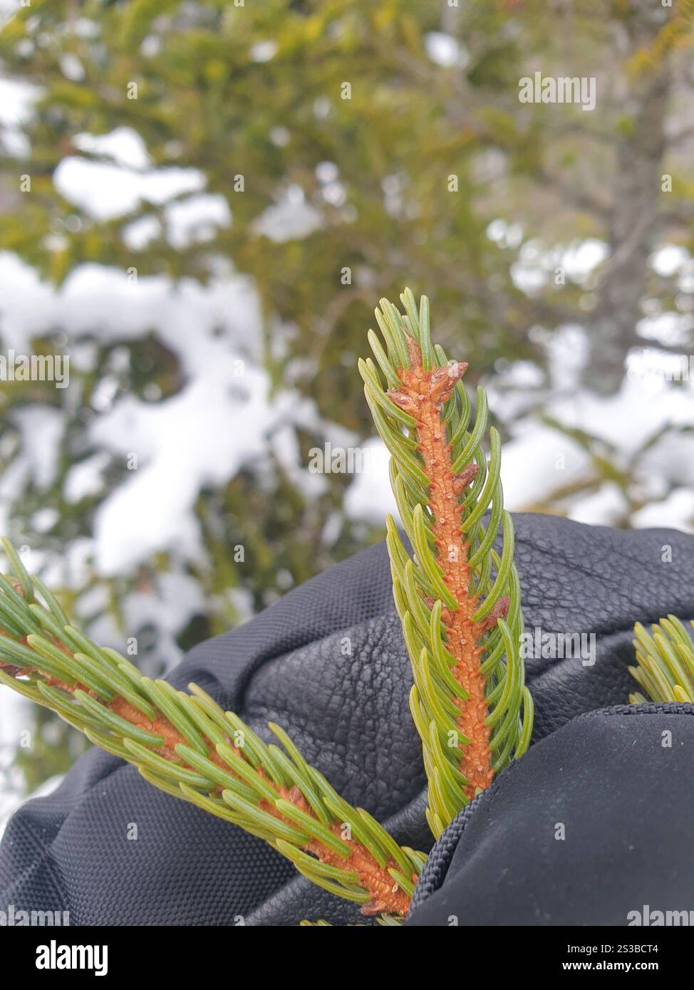 red spruce (Picea rubens Stock Photo - Alamy