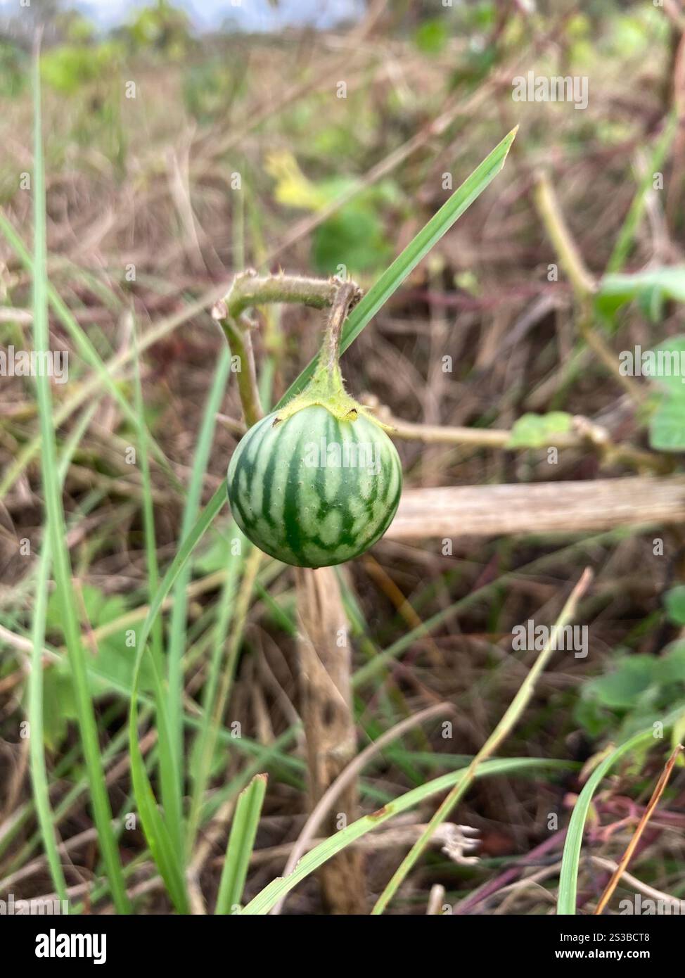 tropical soda-apple (Solanum viarum Stock Photo - Alamy