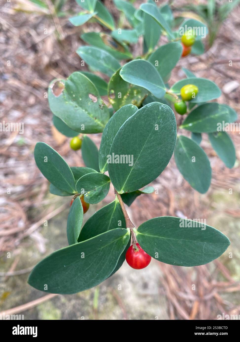 Bootlace Plant (Wikstroemia indica Stock Photo - Alamy