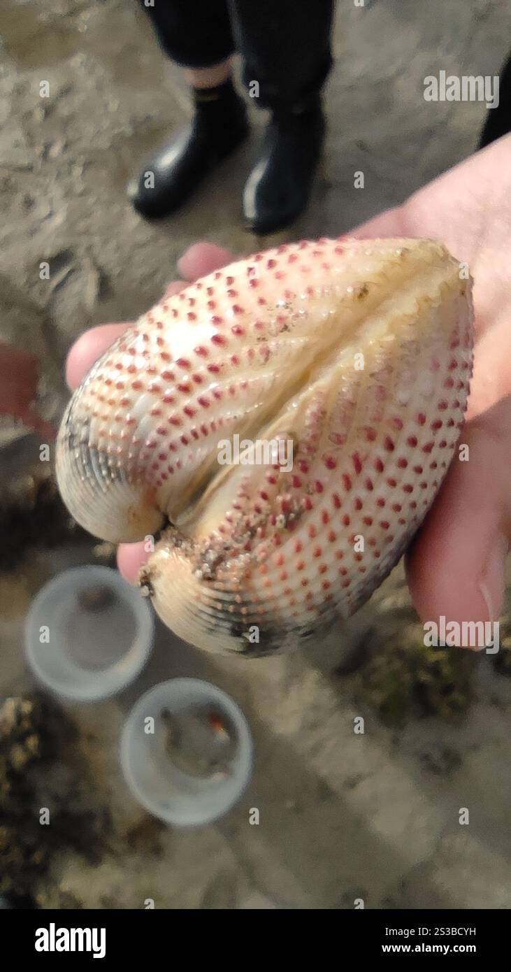 Strawberry Heart Cockle (Fragum unedo Stock Photo - Alamy