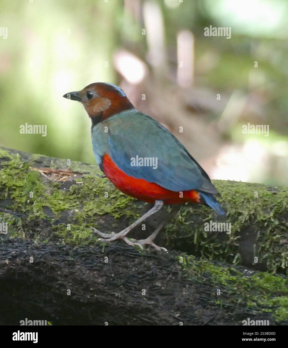 Sulawesi Pitta (Erythropitta celebensis Stock Photo - Alamy