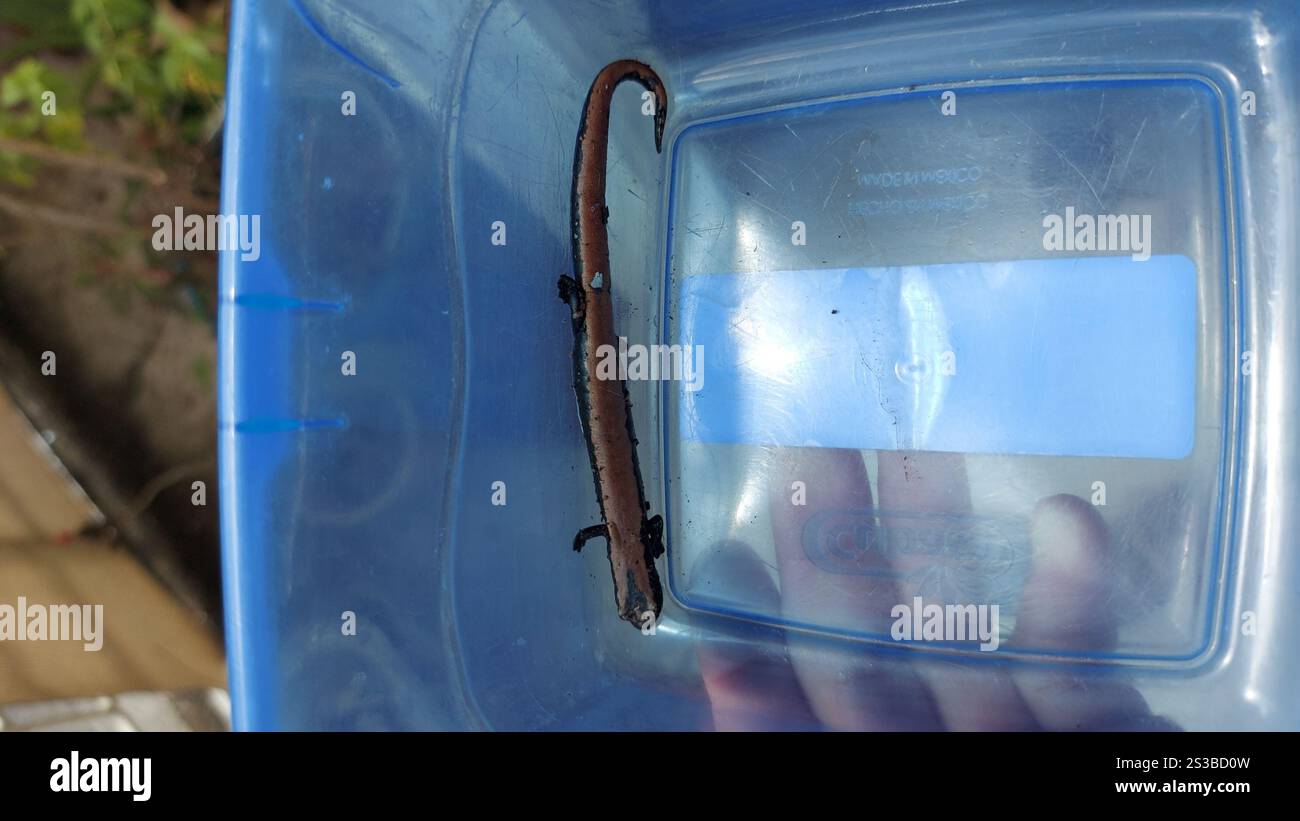 Broadfoot Mushroomtongue Salamander (Bolitoglossa platydactyla Stock ...