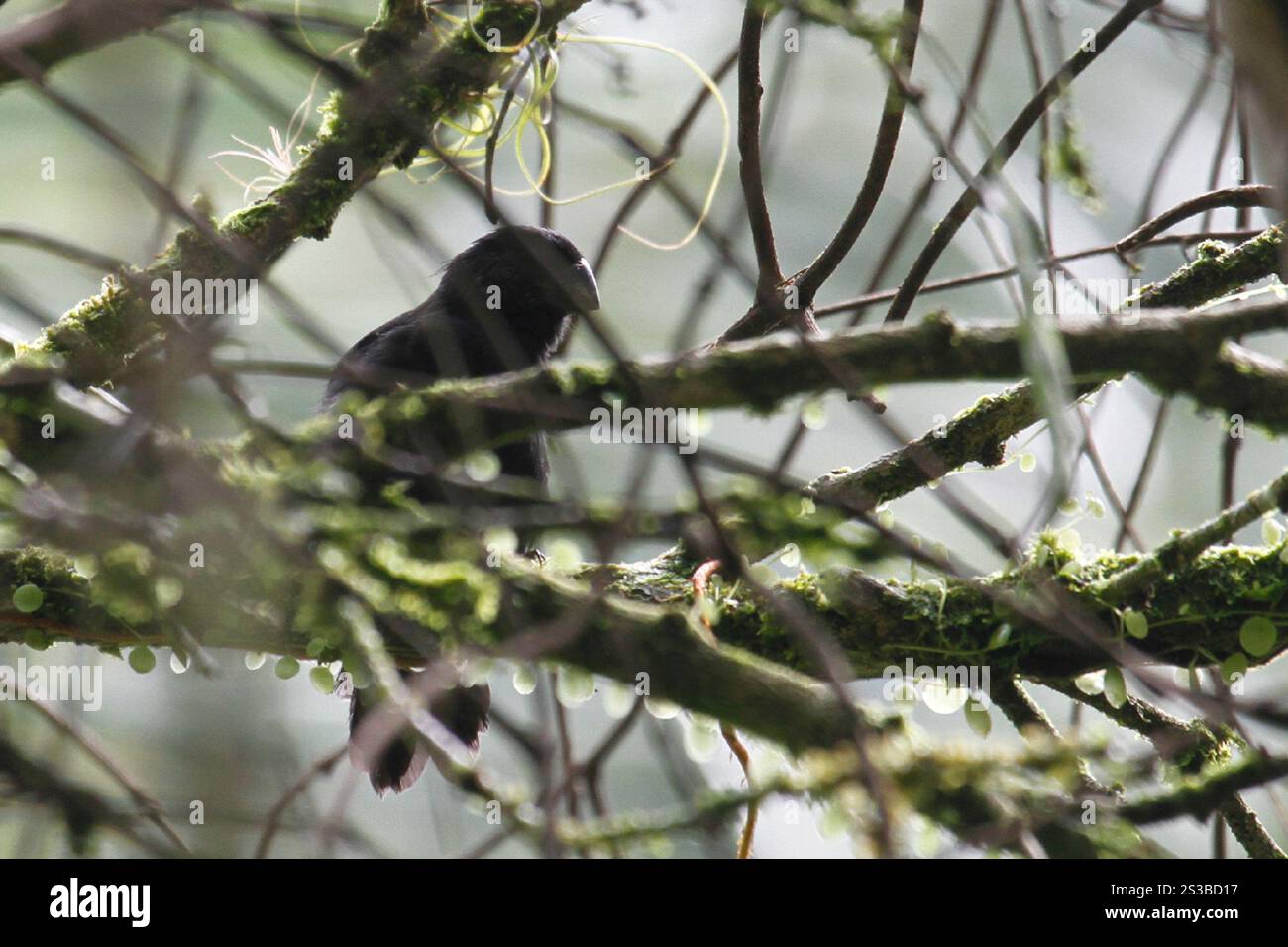 Thick-billed Seed-Finch (Sporophila funerea Stock Photo - Alamy