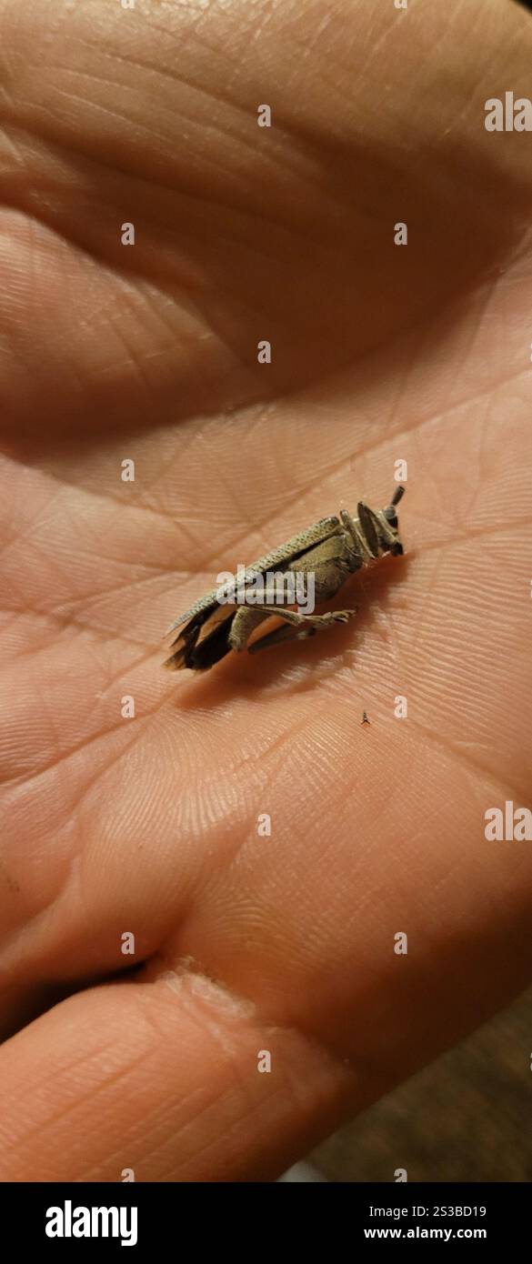 Poplar Borer (Saperda calcarata Stock Photo - Alamy