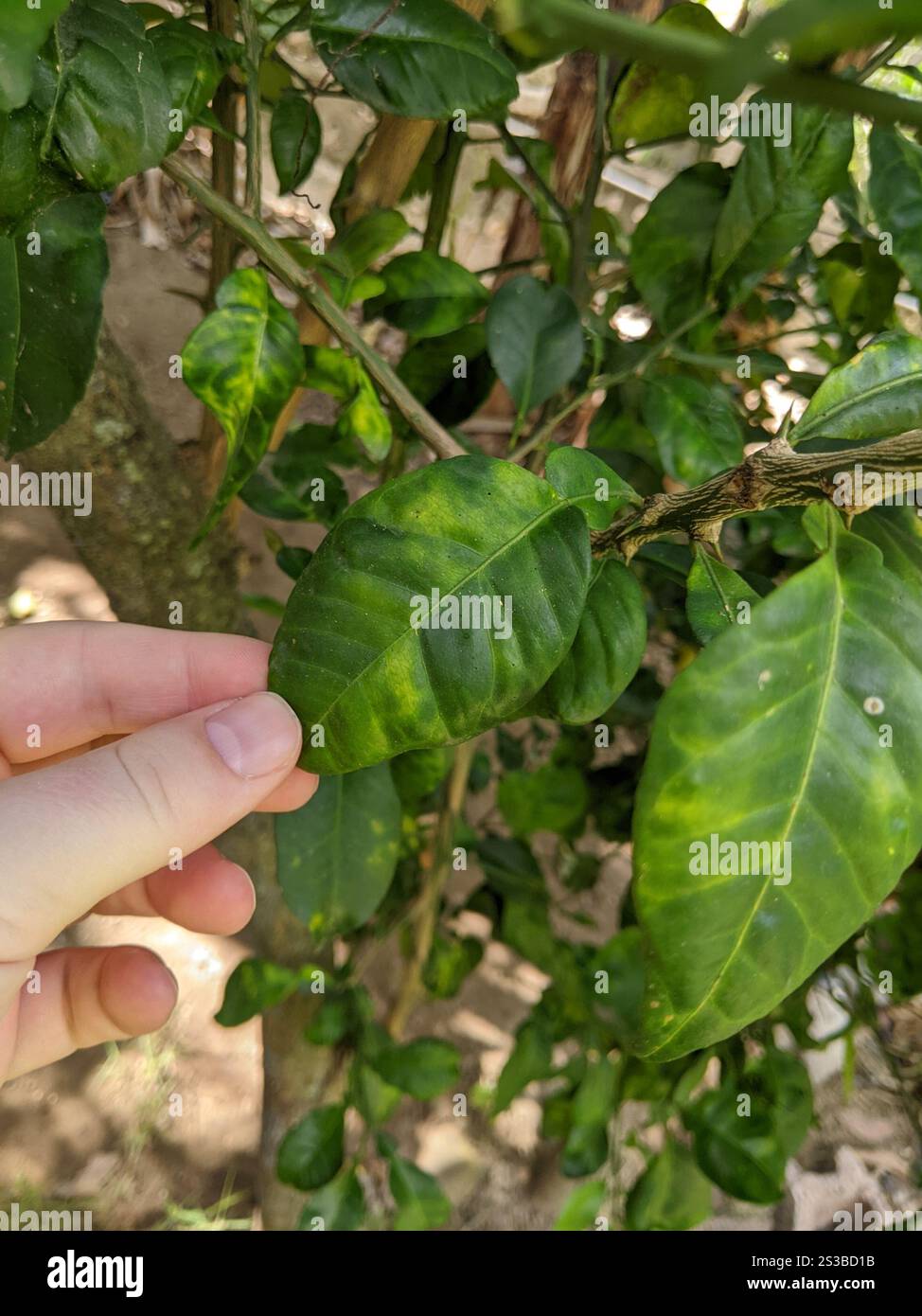 Citrus Bud Mite (Aceria sheldoni Stock Photo - Alamy