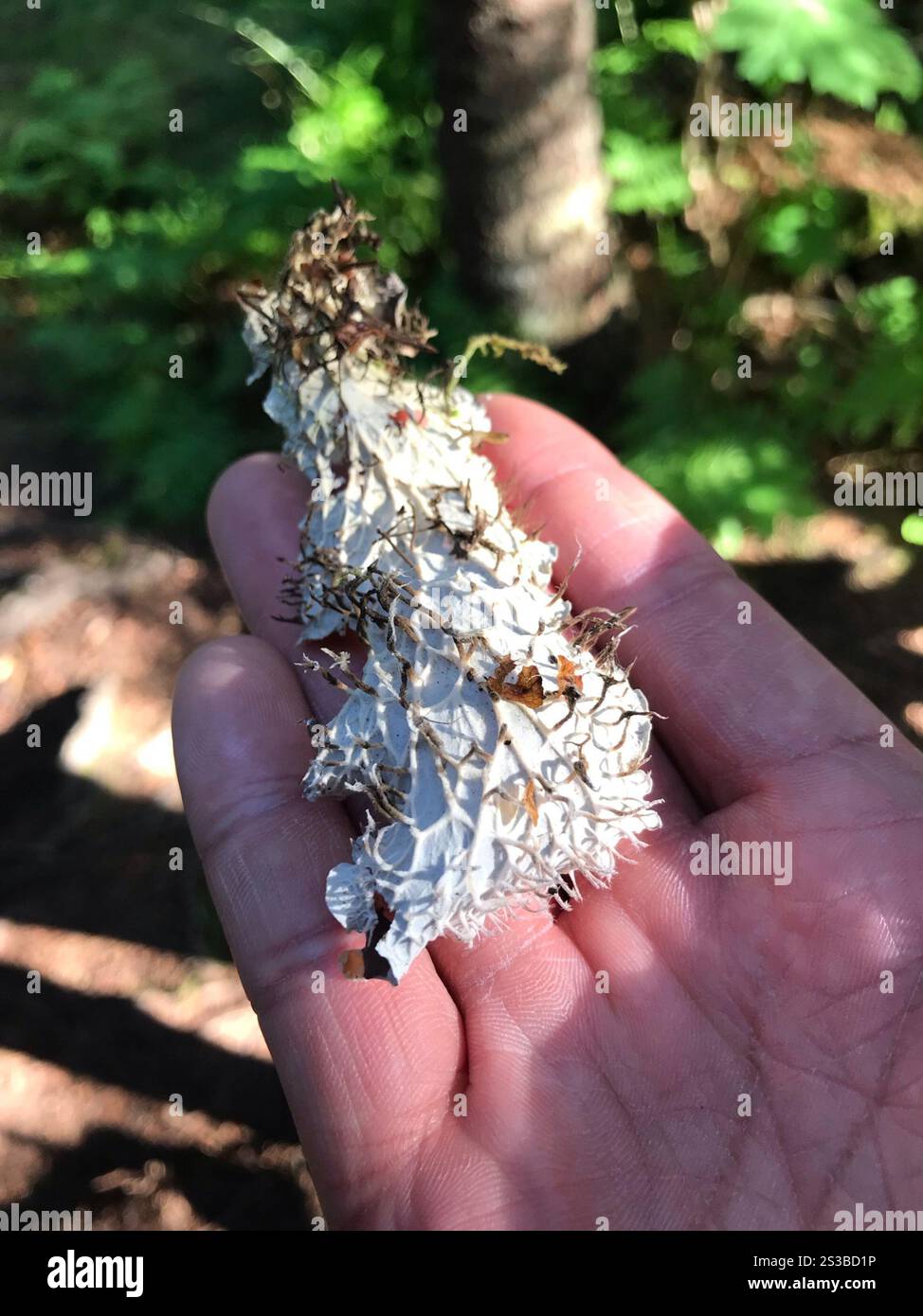 membranous pelt lichen (Peltigera membranacea Stock Photo - Alamy