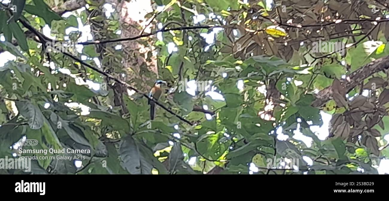 Lesson's Motmot (Momotus lessonii Stock Photo - Alamy