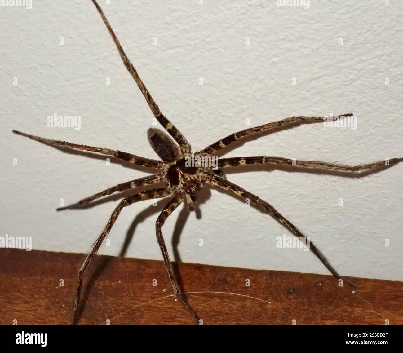 Pantropical Huntsman Spider (Heteropoda venatoria Stock Photo - Alamy