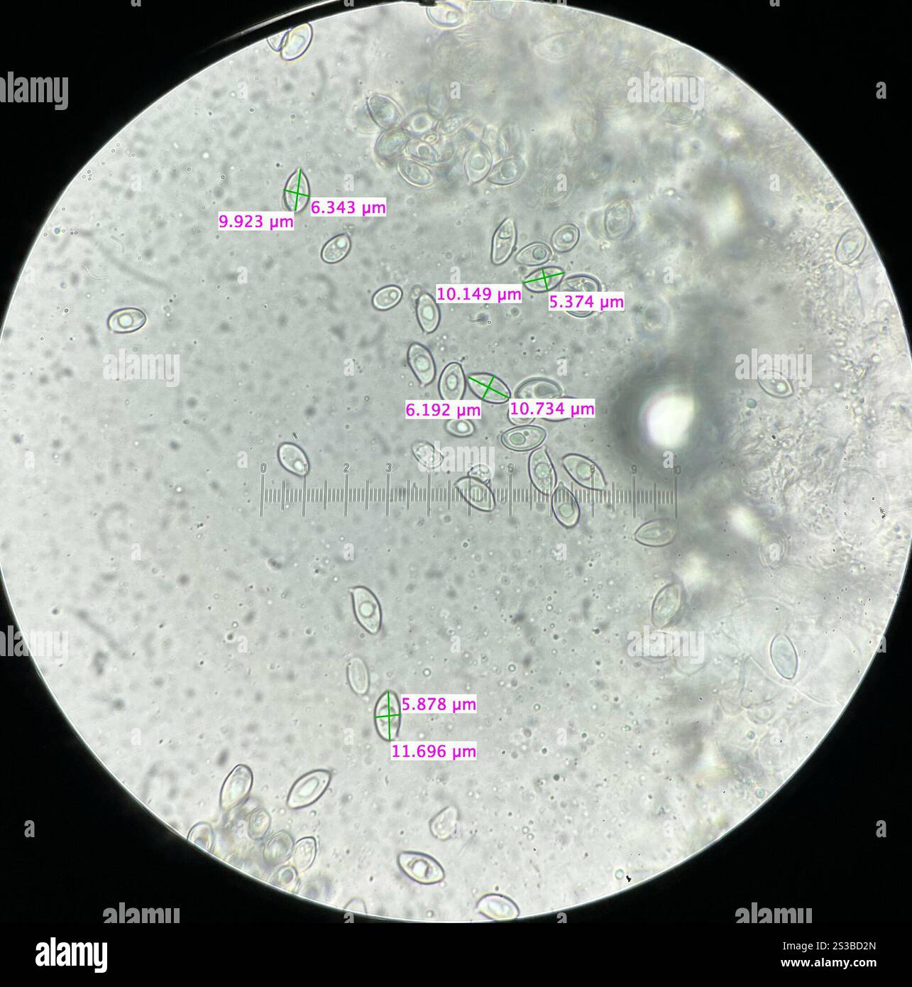 Skullcap Dapperling (Leucocoprinus brebissonii Stock Photo - Alamy