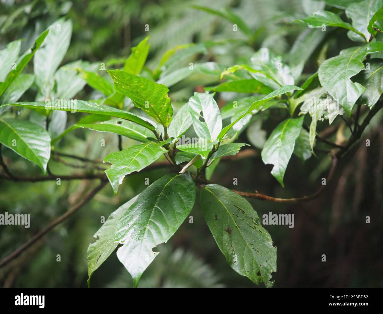 Milk Tree (Ficus benguetensis Stock Photo - Alamy